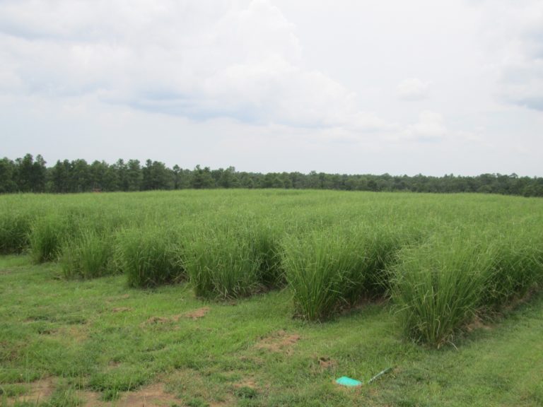 Vetiver Grass – Clear Creek Environmental Solutions